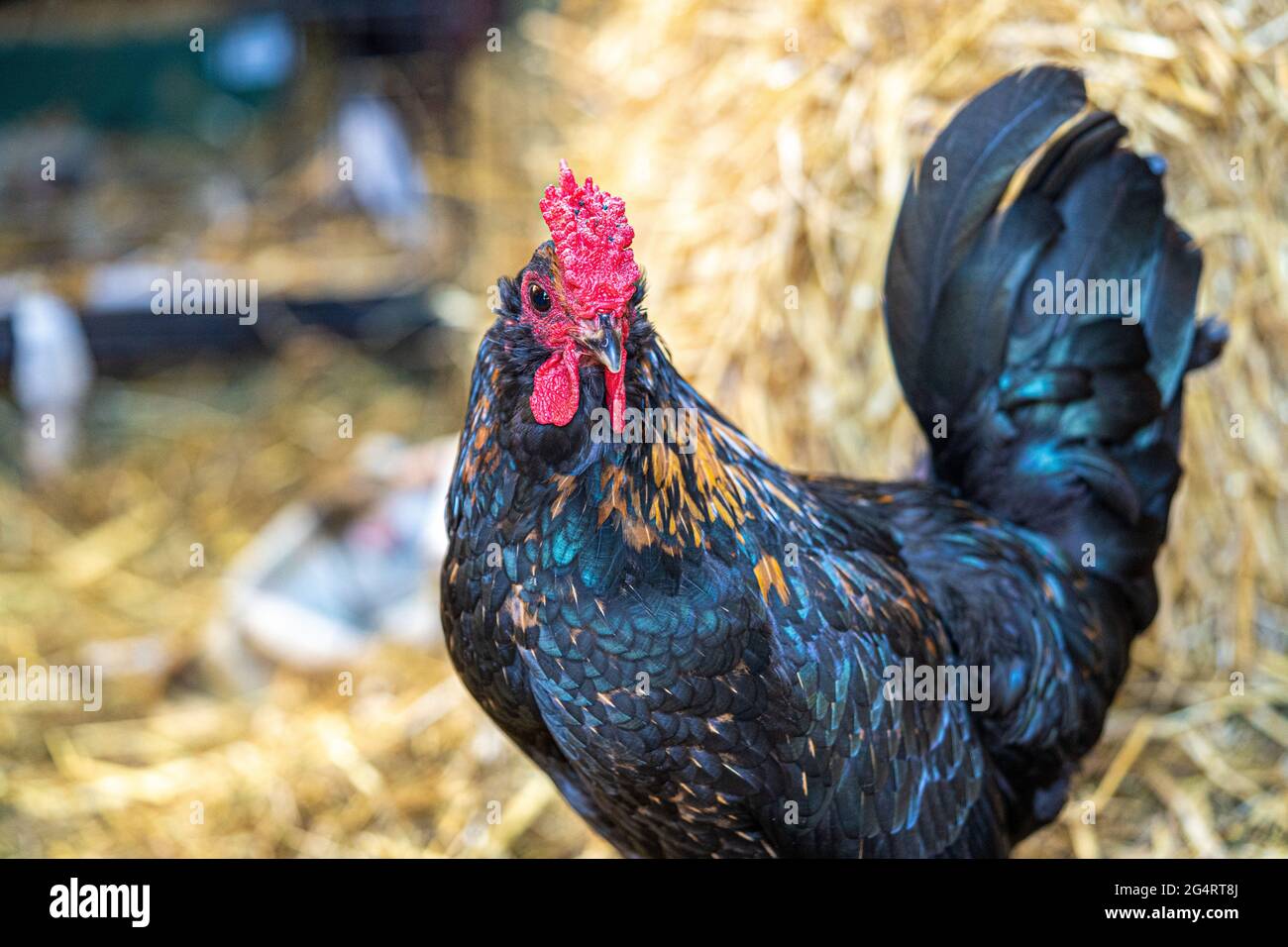Chicken Cockerel Hens Low level Macro View of Birds showing Gold Black ...