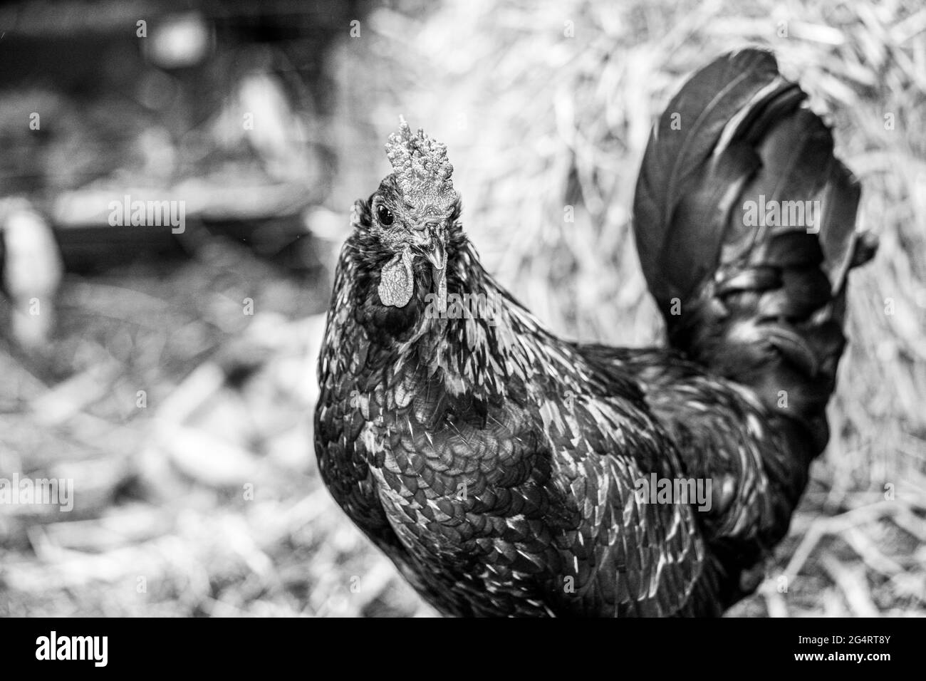 Zoo eggs Black and White Stock Photos & Images - Alamy