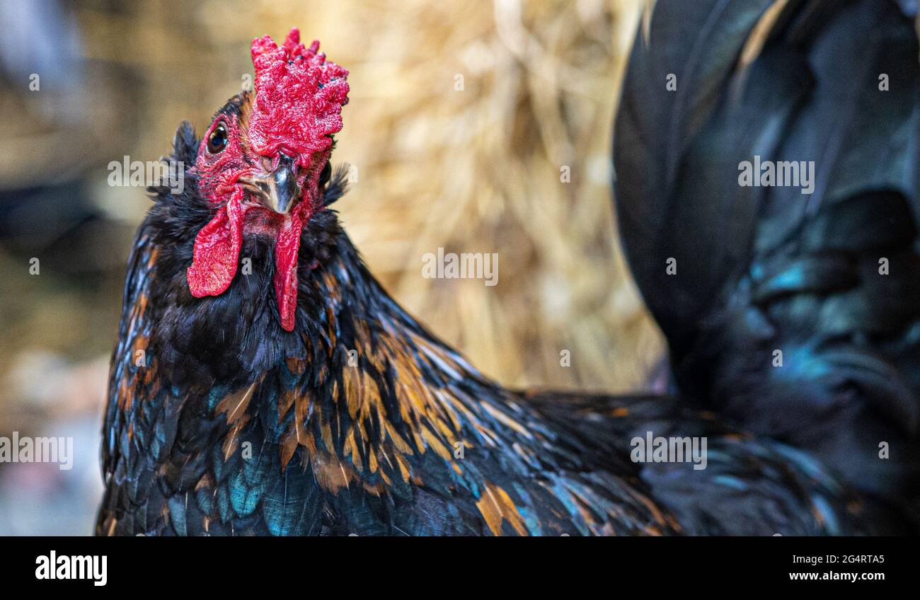 Chicken Cockerel Hens Low level Macro View of Birds showing Gold Black ...