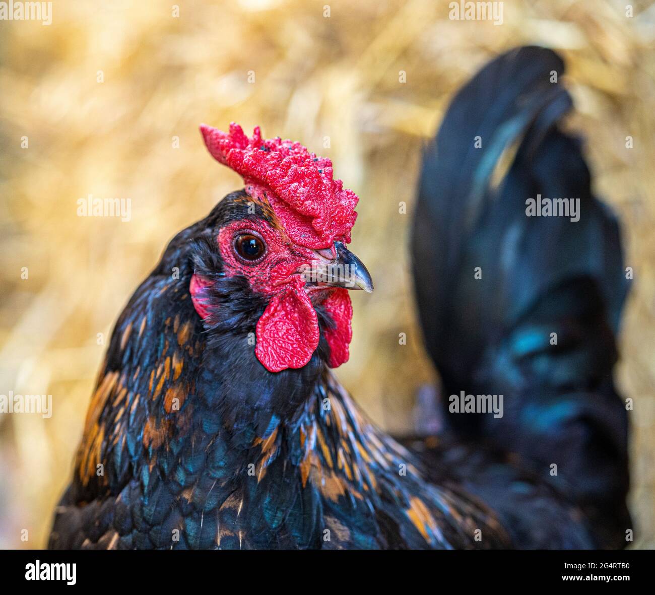 Chicken Cockerel Hens Low level Macro View of Birds showing Gold Black ...