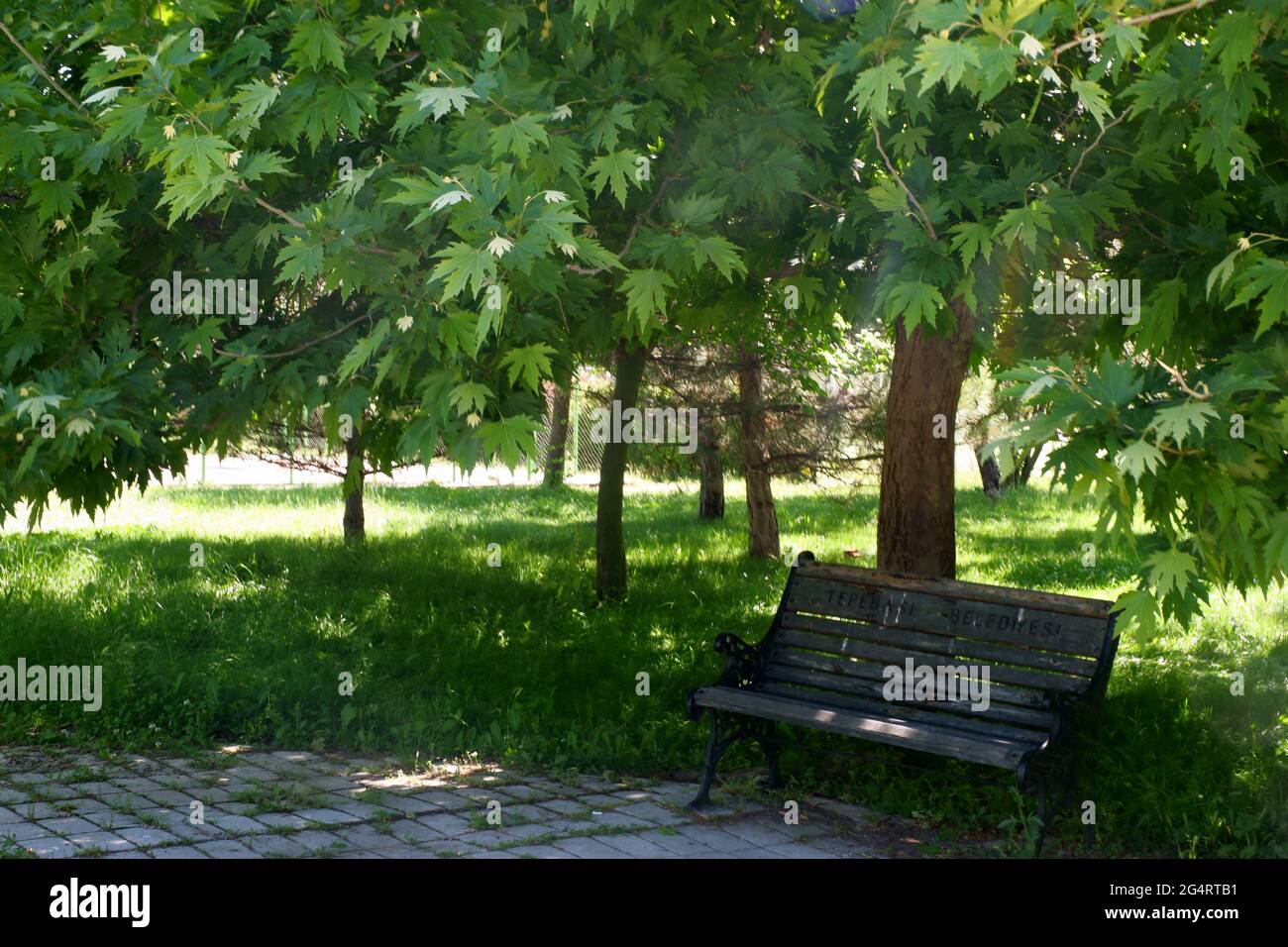 Wooden bench under a tree at shadow in a sunny day outdoor Stock Photo ...