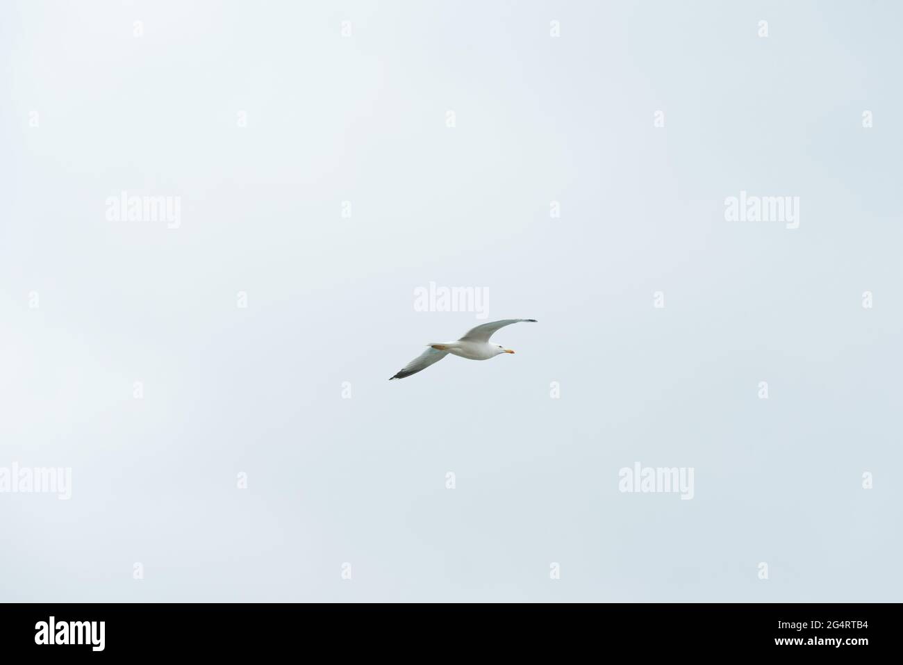 Seagull flies across the frame on a cloudy, gray day while foraging for ...