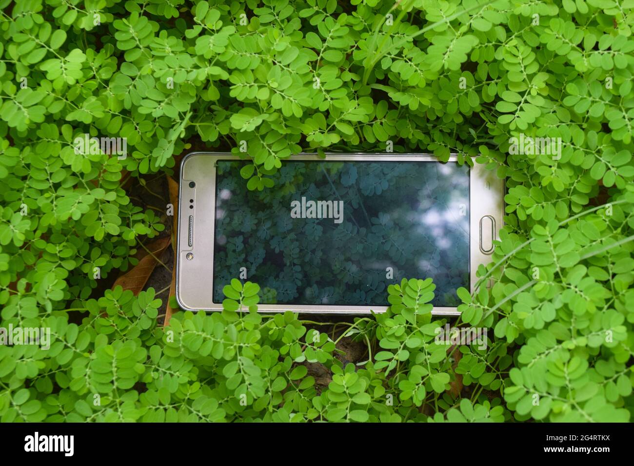 Smart mobile phone on grass nature close up, garden park plants flora ...