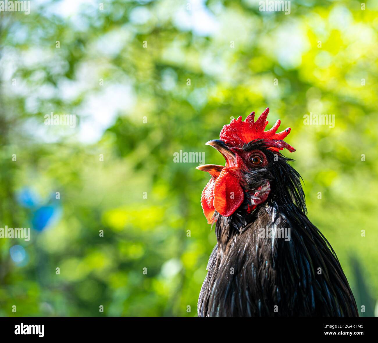 Chicken Cockerel Hens Low level Macro View of Birds showing Gold Black ...