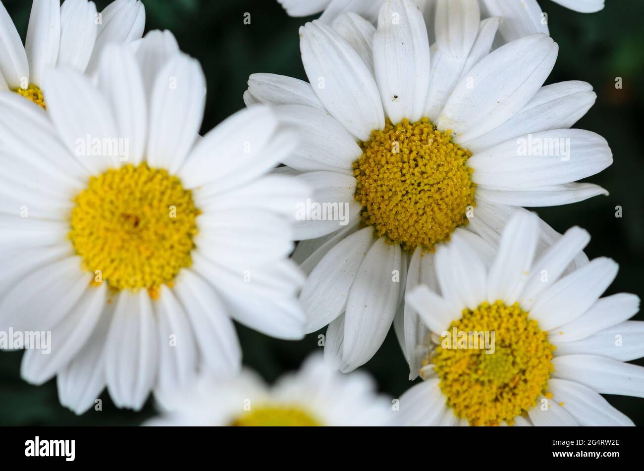 Leucanthemum vulgare, known as ox-eye daisy, oxeye daisy or dog daisy ...