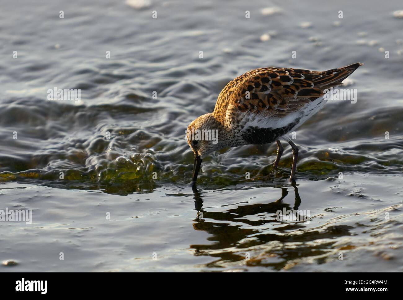 The Dunlin or Calidris alpina. One bird Dunlin on the shore looking for ...