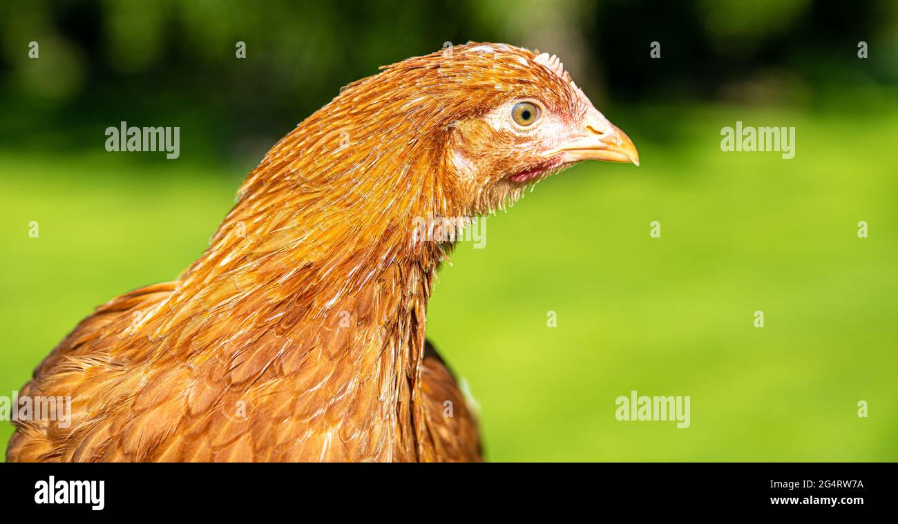 Cockeral fence hi-res stock photography and images - Alamy