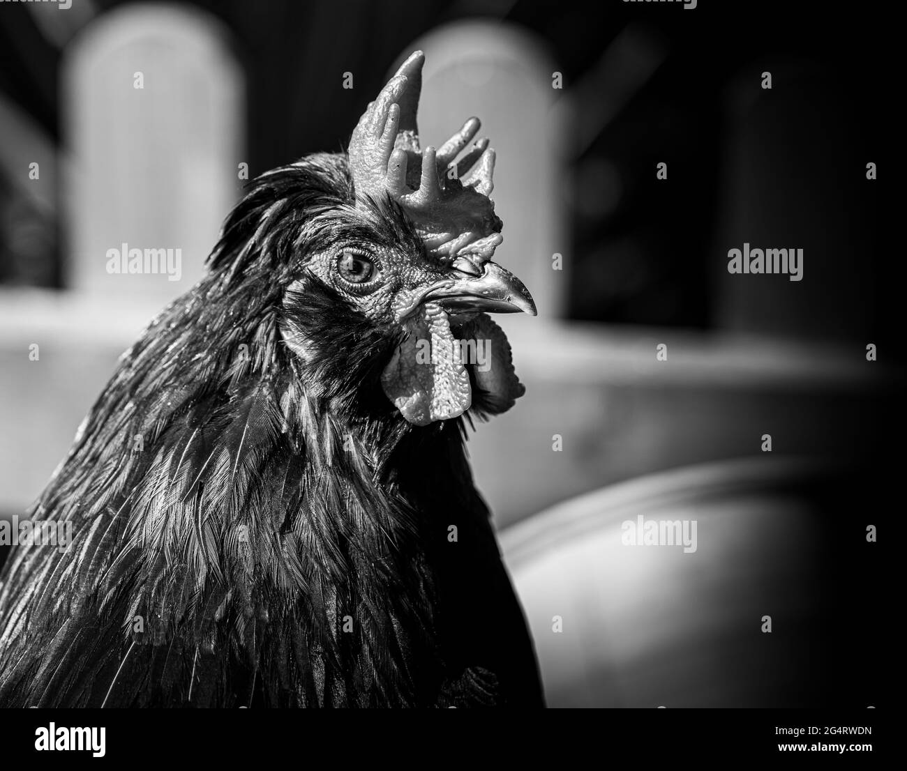 Chicken Cockerel Hens Low level Macro View of Birds showing Gold Black ...