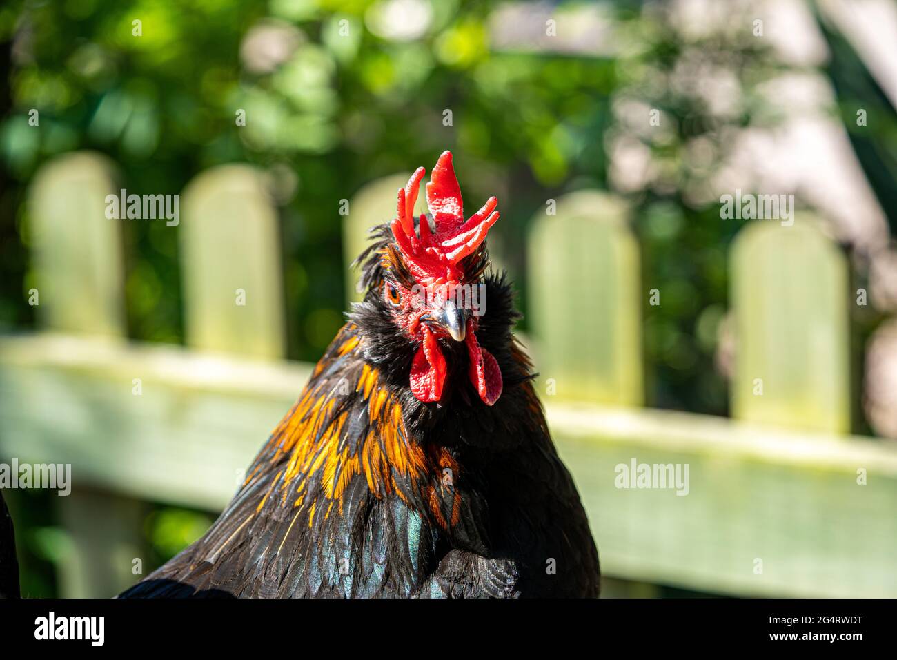 Cockeral fence hi-res stock photography and images - Alamy