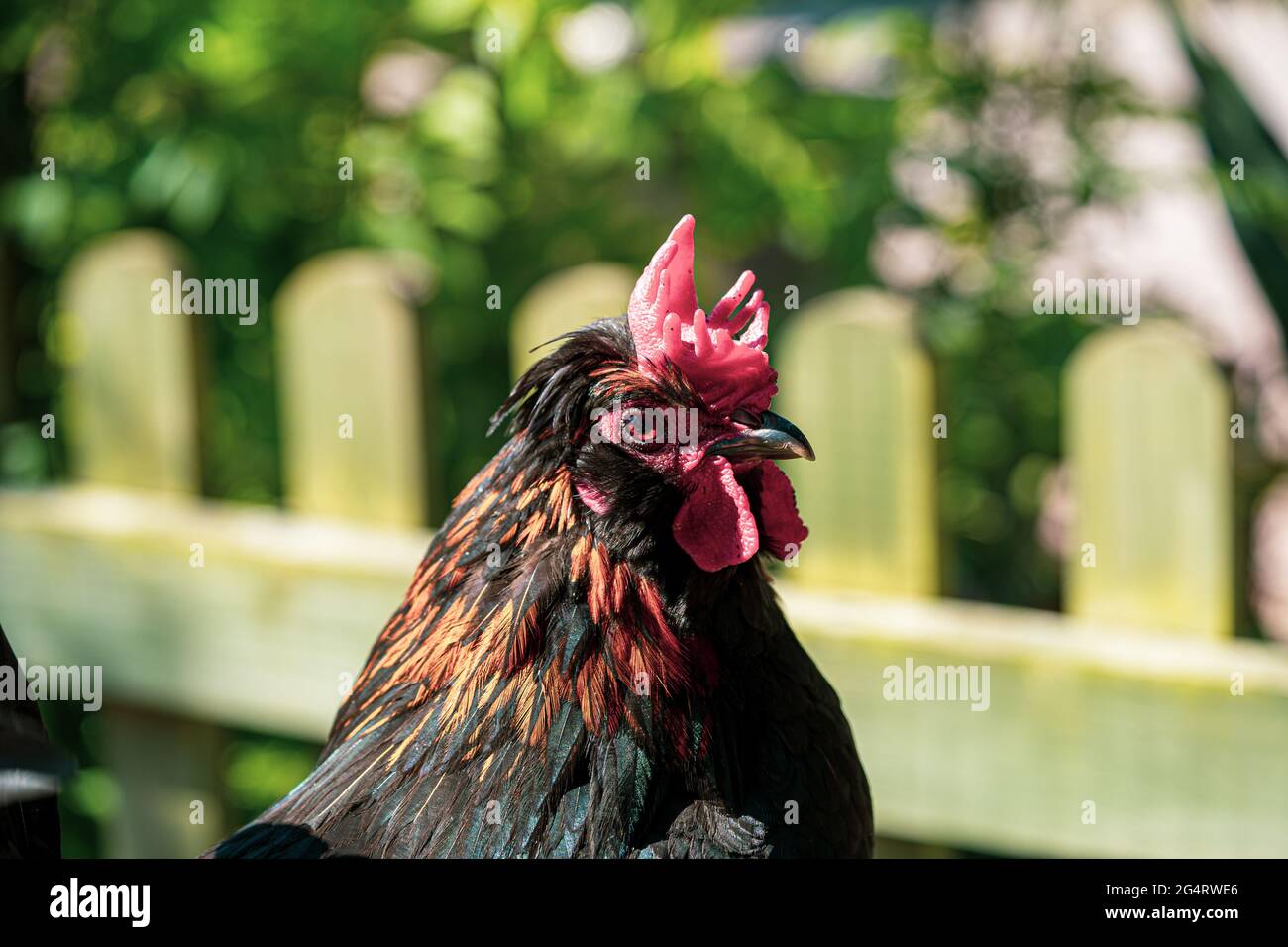 Cockeral fence hi-res stock photography and images - Alamy