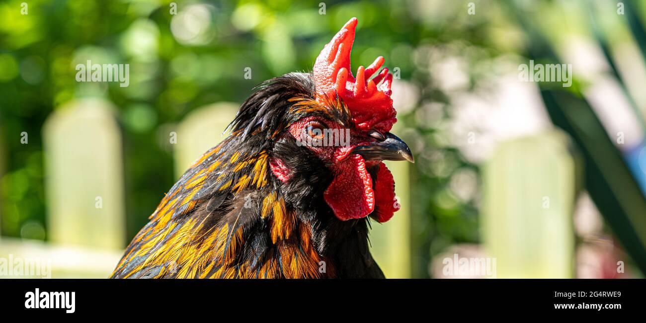 Chicken Cockerel Hens Low level Macro View of Birds showing Gold Black ...