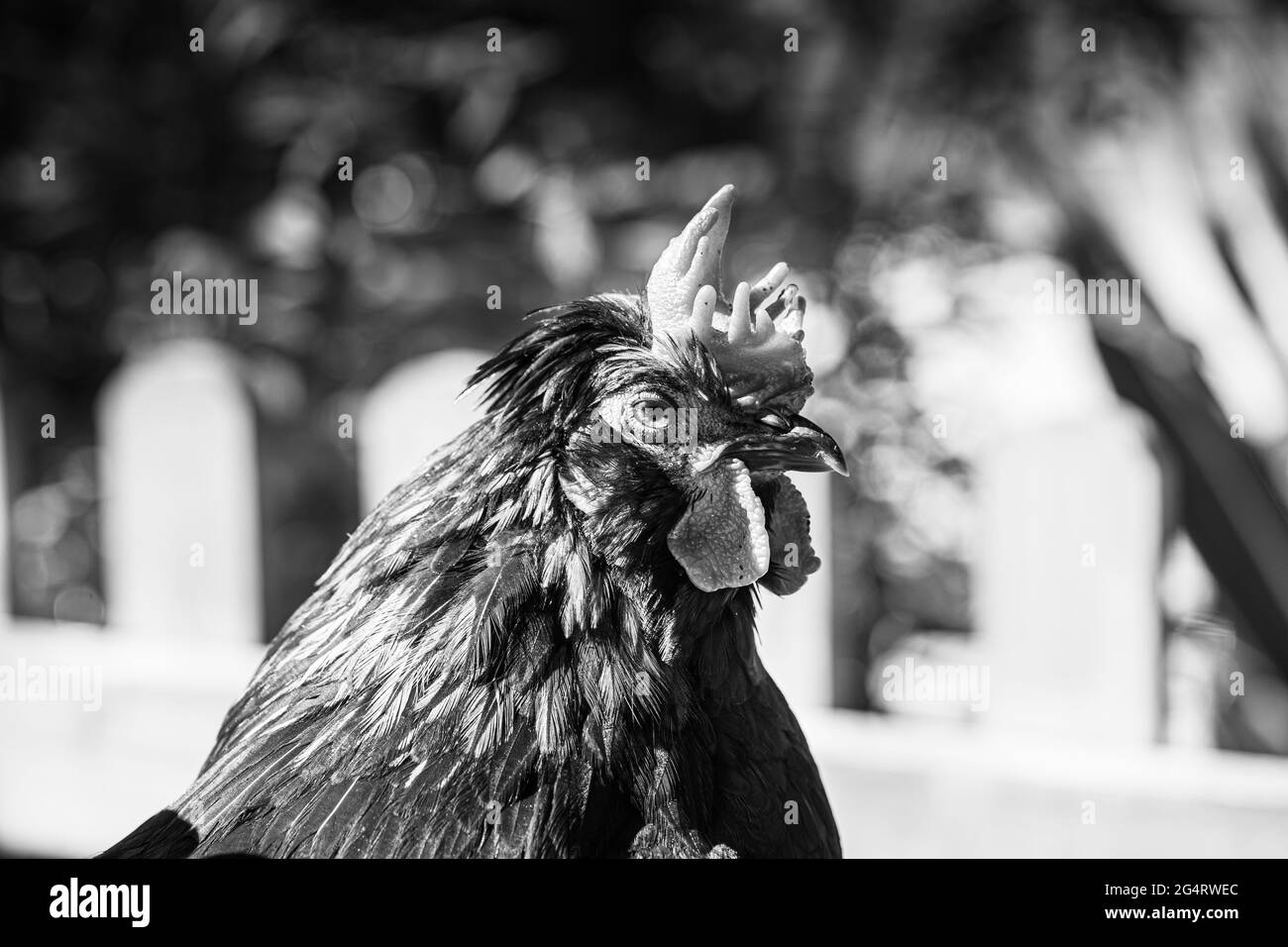 Cockeral fence hi-res stock photography and images - Alamy