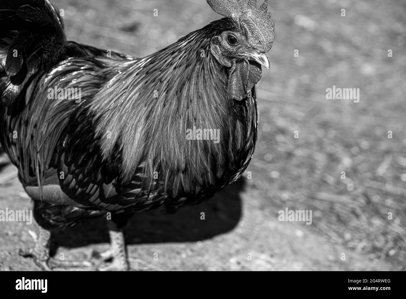Chicken Cockerel Hens Low level Macro View of Birds showing Gold Black ...