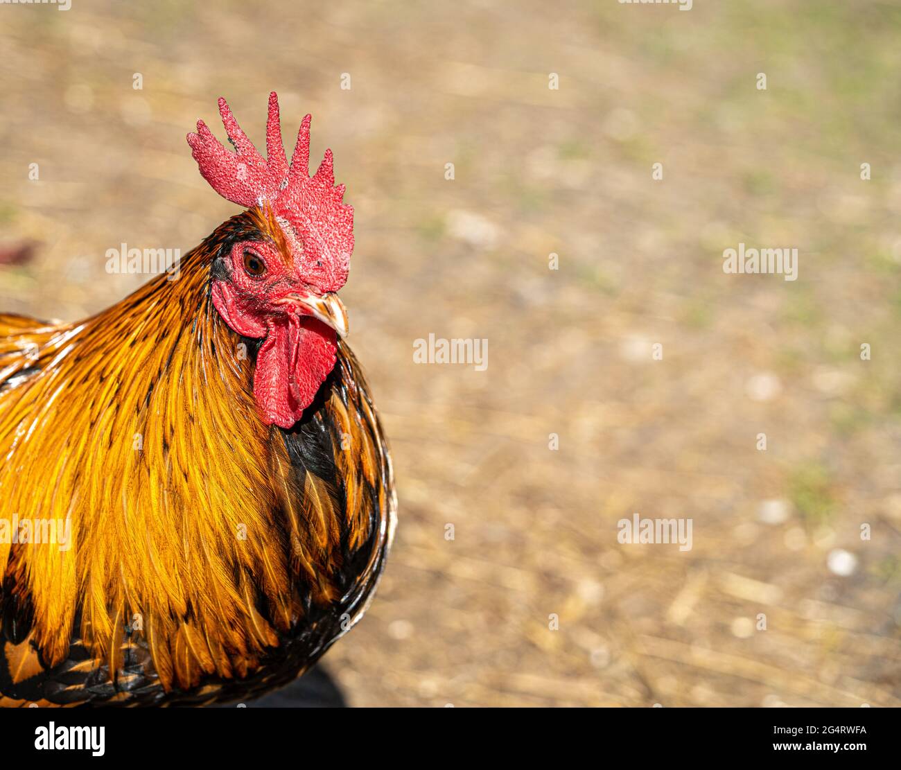 Chicken Cockerel Hens Low level Macro View of Birds showing Gold Black ...