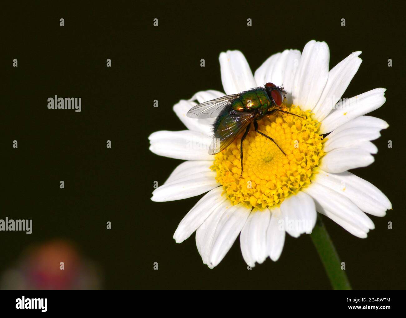Fruit fly larva hi-res stock photography and images - Alamy