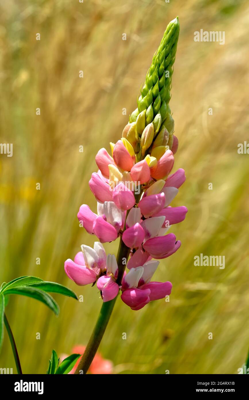 Closeup pink lupin flower (Lupinus Stock Photo - Alamy