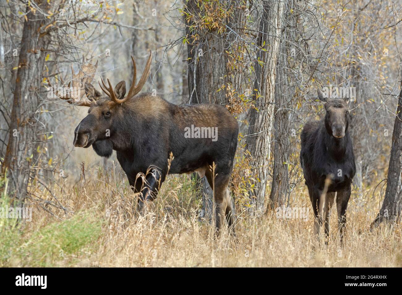Bull Moose (Alces alces) with cow during mating season. Grand Teton ...