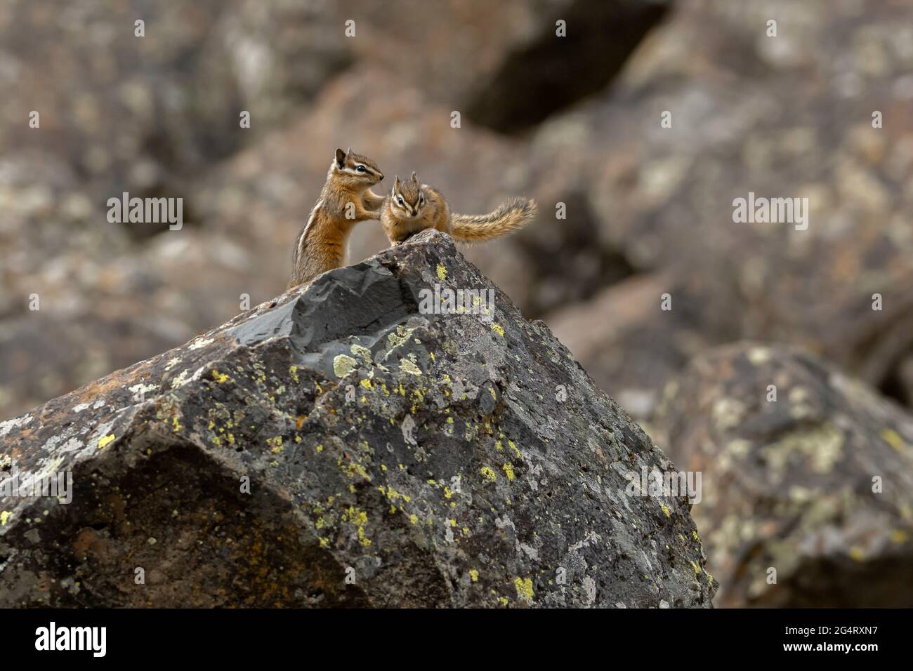 Chipmunks fighting hi-res stock photography and images - Alamy