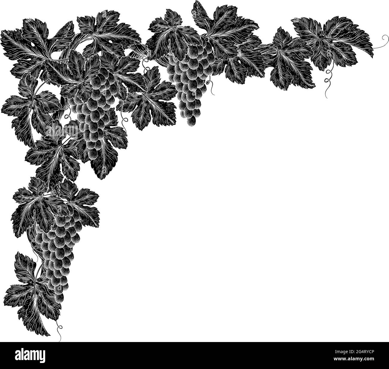 Grape Bunches On Vine Corner Border Design Element Stock Vector Image ... Grape Bunches On Vine Corner Border Design Element Stock Vector Image ...