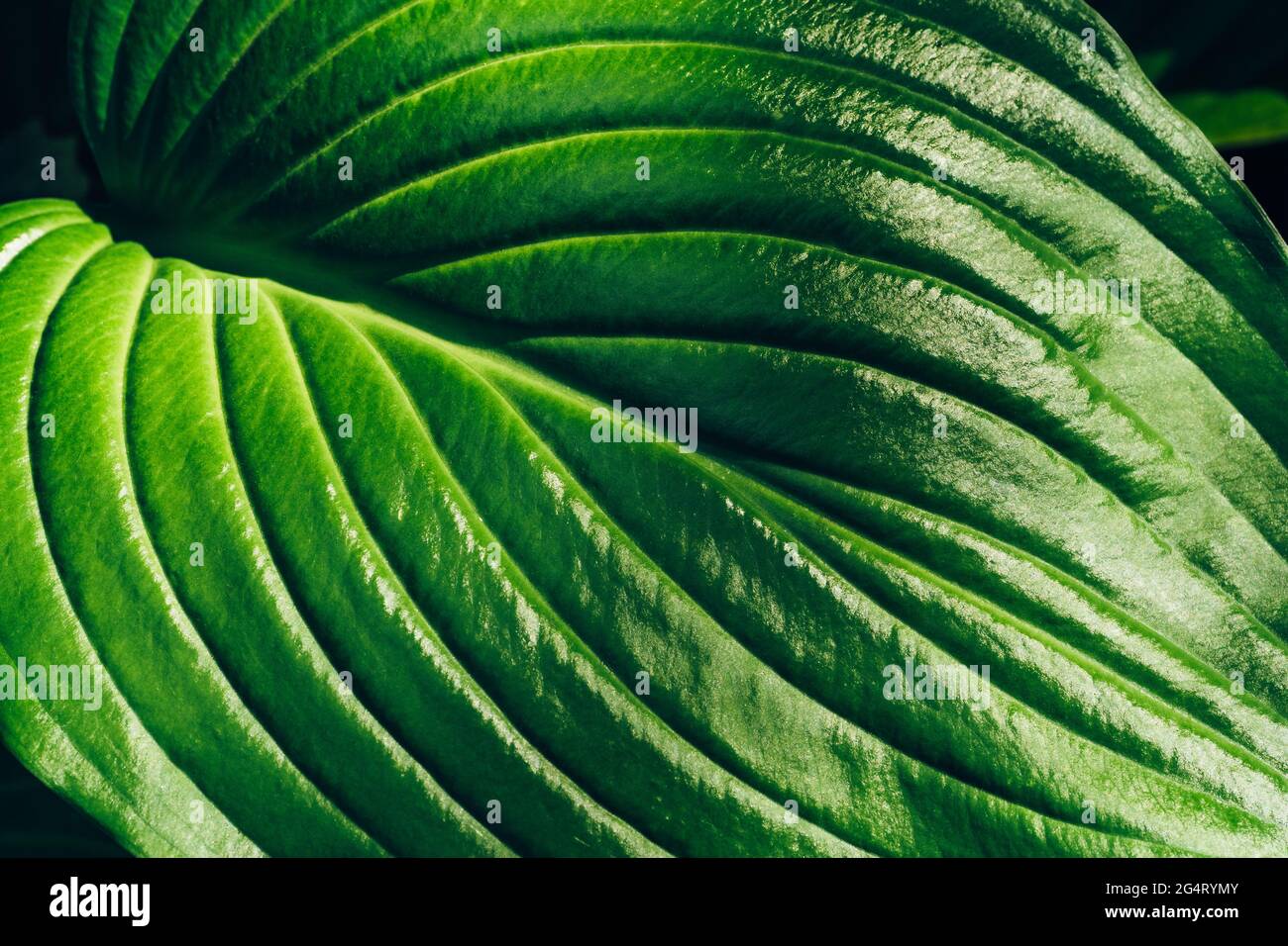 Hosta leaves background hi-res stock photography and images - Alamy