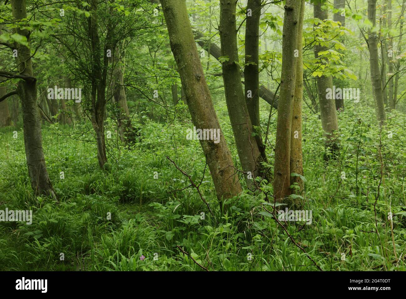 Trees in a woodland setting on a misty morning in the Yorkshire ...
