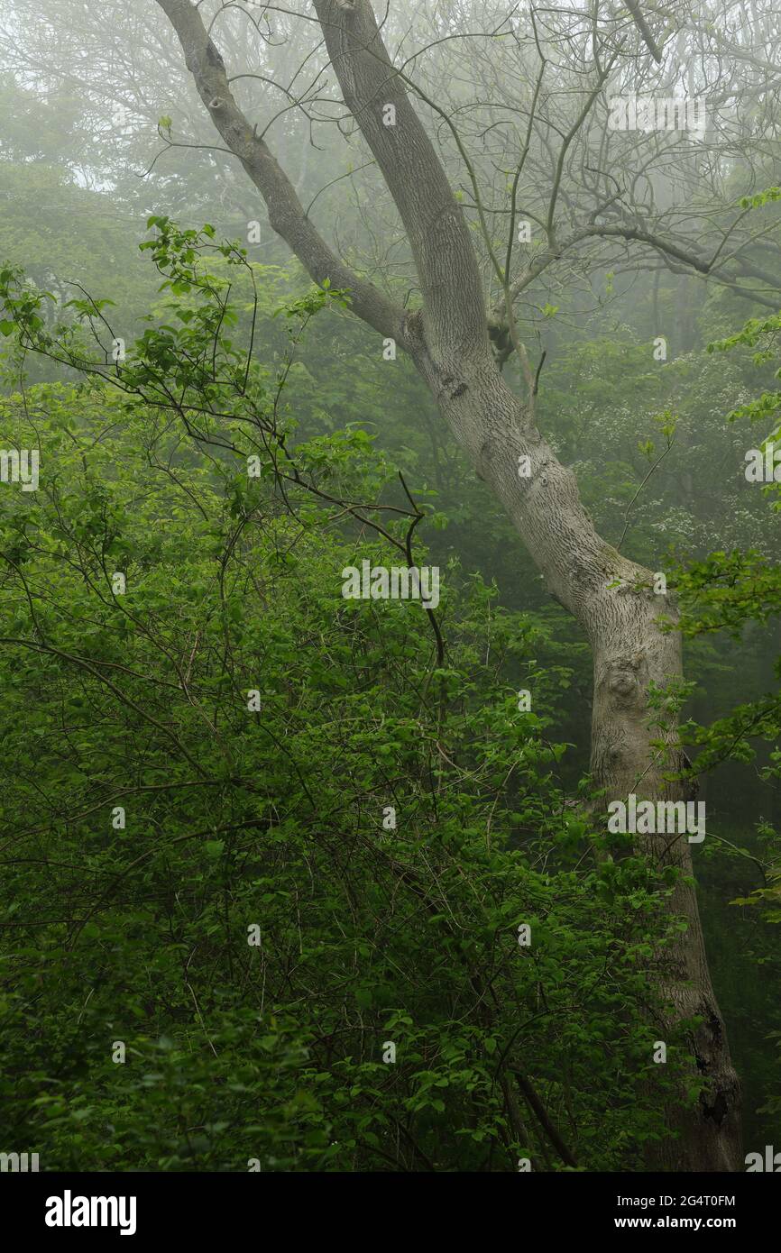 Trees in a woodland setting on a misty morning in the Yorkshire ...