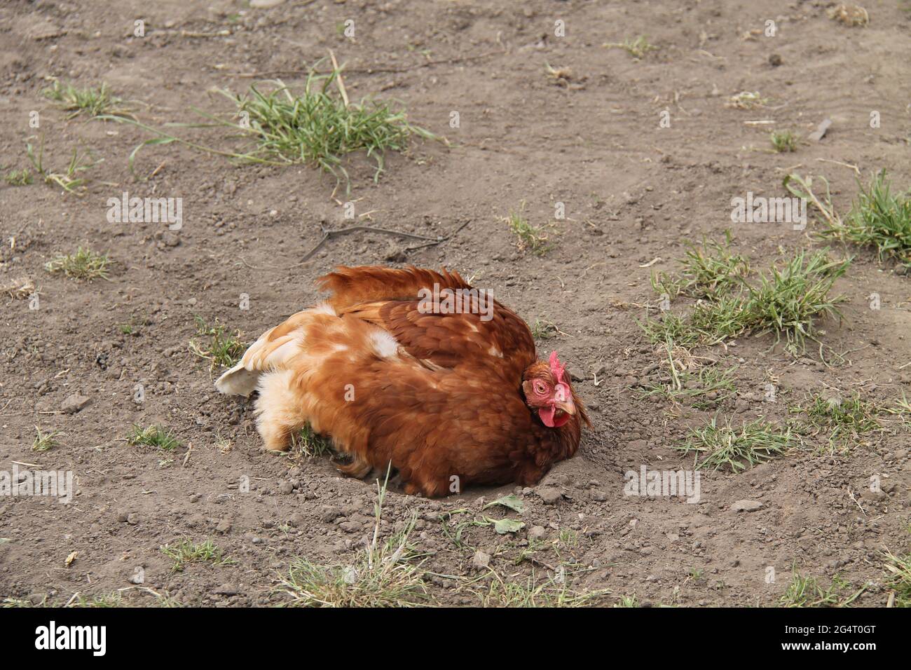 Chicken sitting hi-res stock photography and images - Alamy
