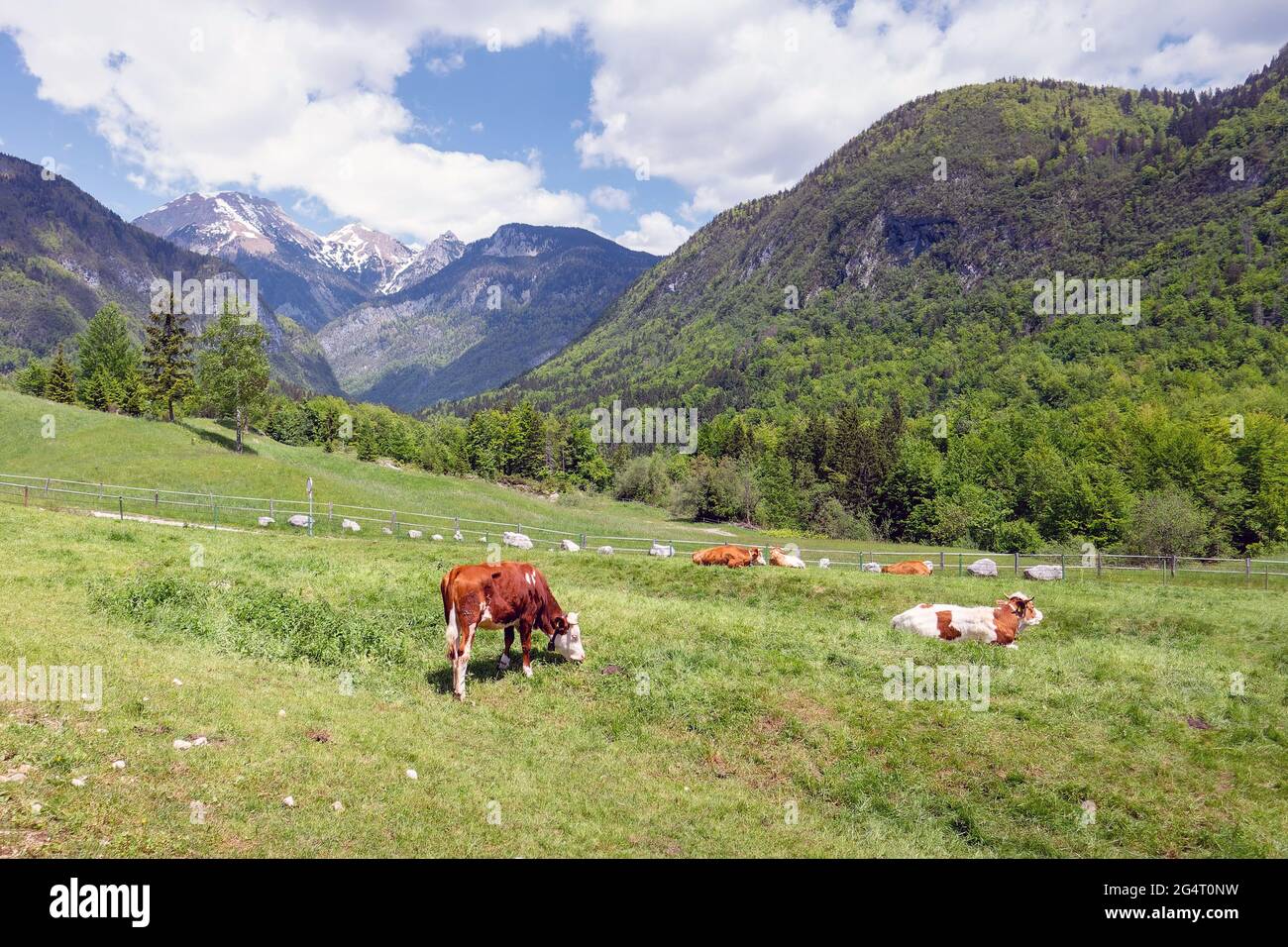 Happy cattle hi-res stock photography and images - Alamy