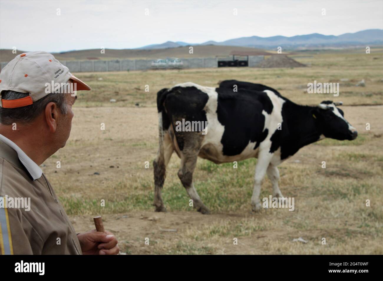 shepherd and cow Stock Photo - Alamy