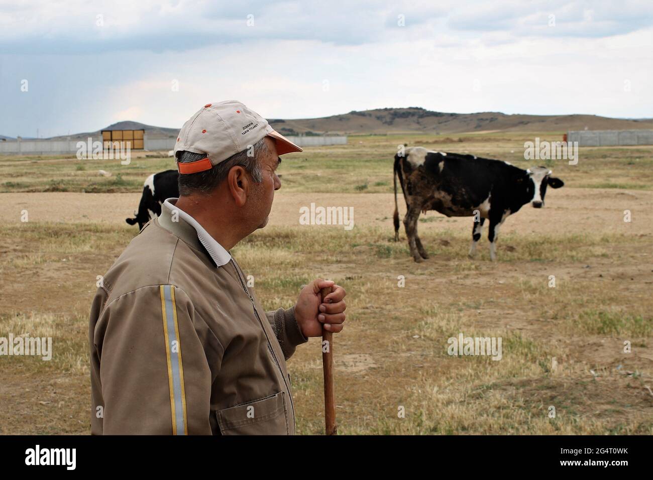 shepherd and cow Stock Photo - Alamy