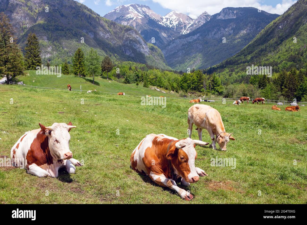 Happy cattle hi-res stock photography and images - Alamy