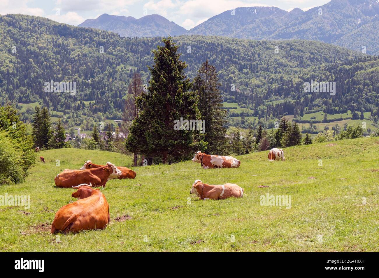Cows grazing on alpine pasture. Grass finished beef. Happy cattle in ...