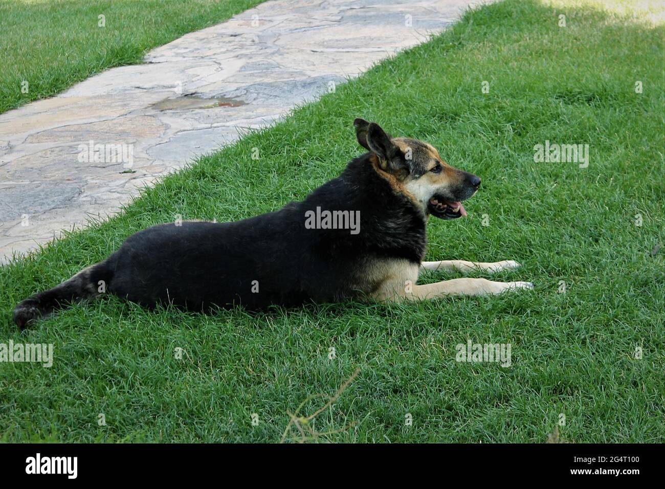 noble dog in my garden Stock Photo - Alamy