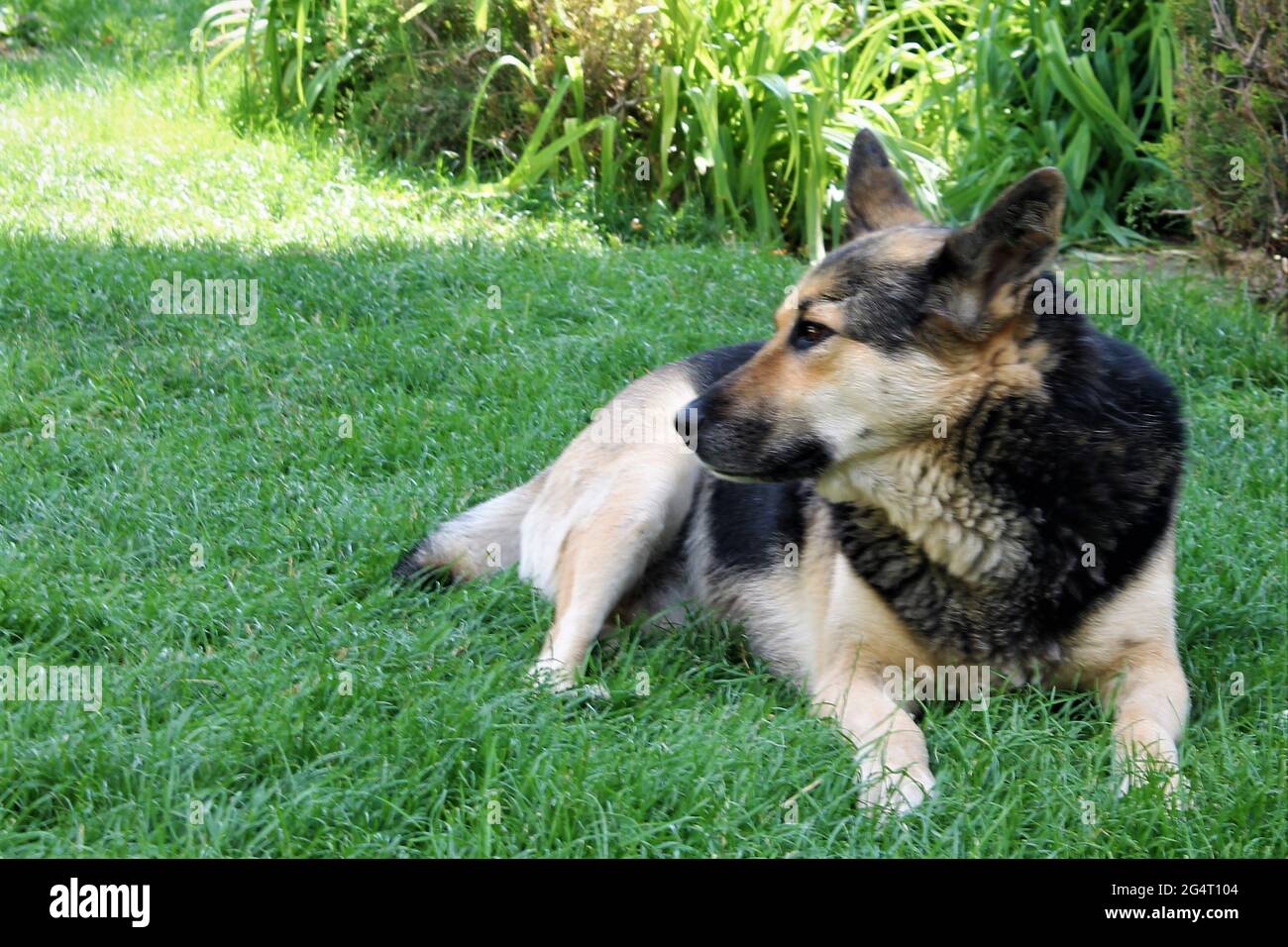 noble dog in my garden Stock Photo - Alamy