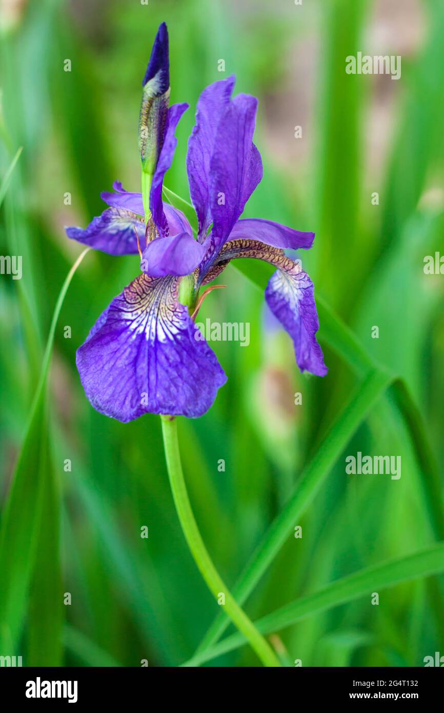 Blue Siberian iris flower closeup on green garden background Stock ...