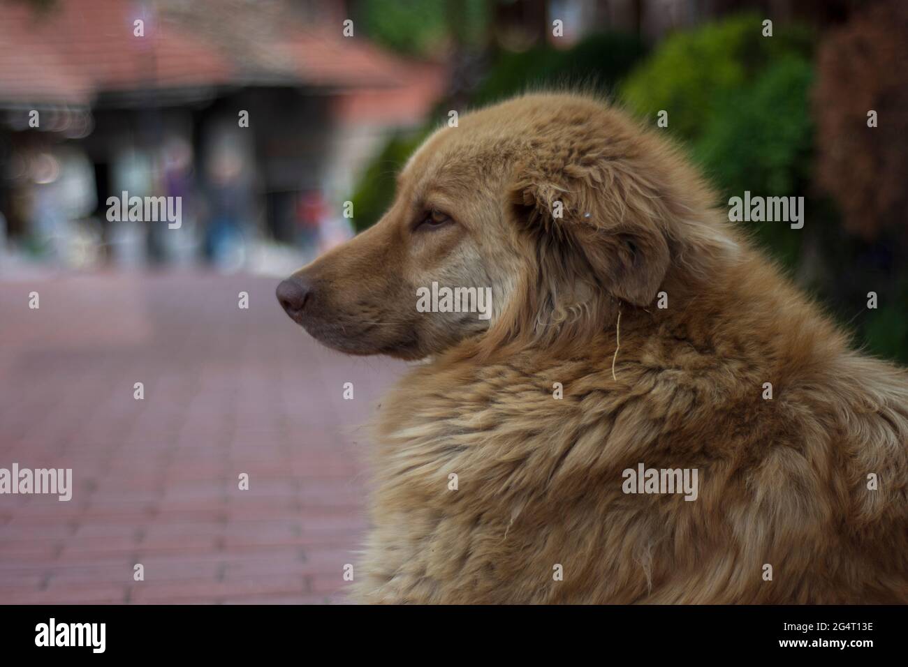 Dog posing for the camera hi-res stock photography and images - Alamy