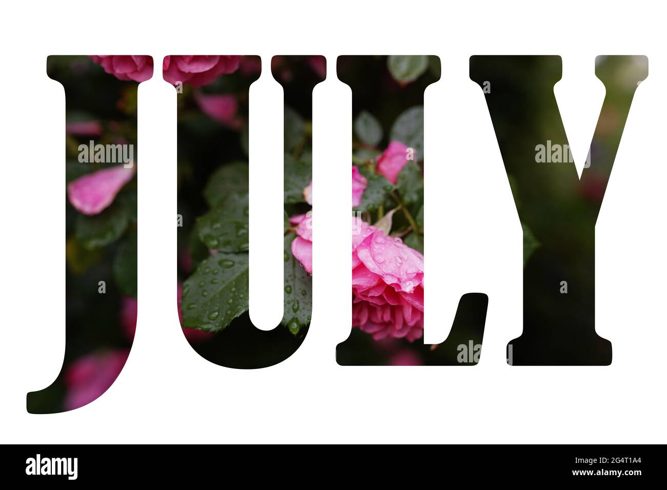 Word July made of pink roses flowers nature background. summer months ...