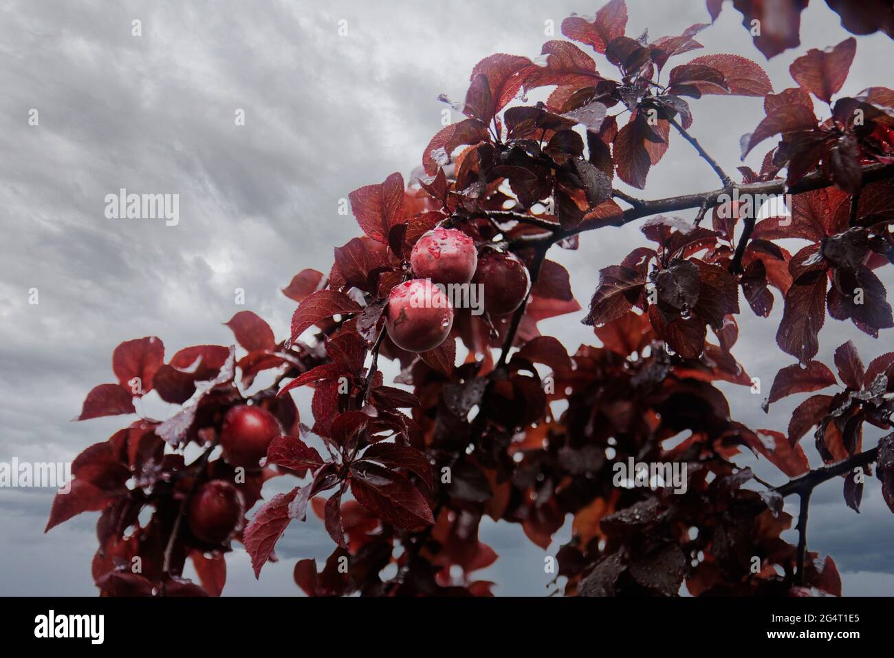 red leaf plum tree and its fruit on the branch. prunus cerasifera ...