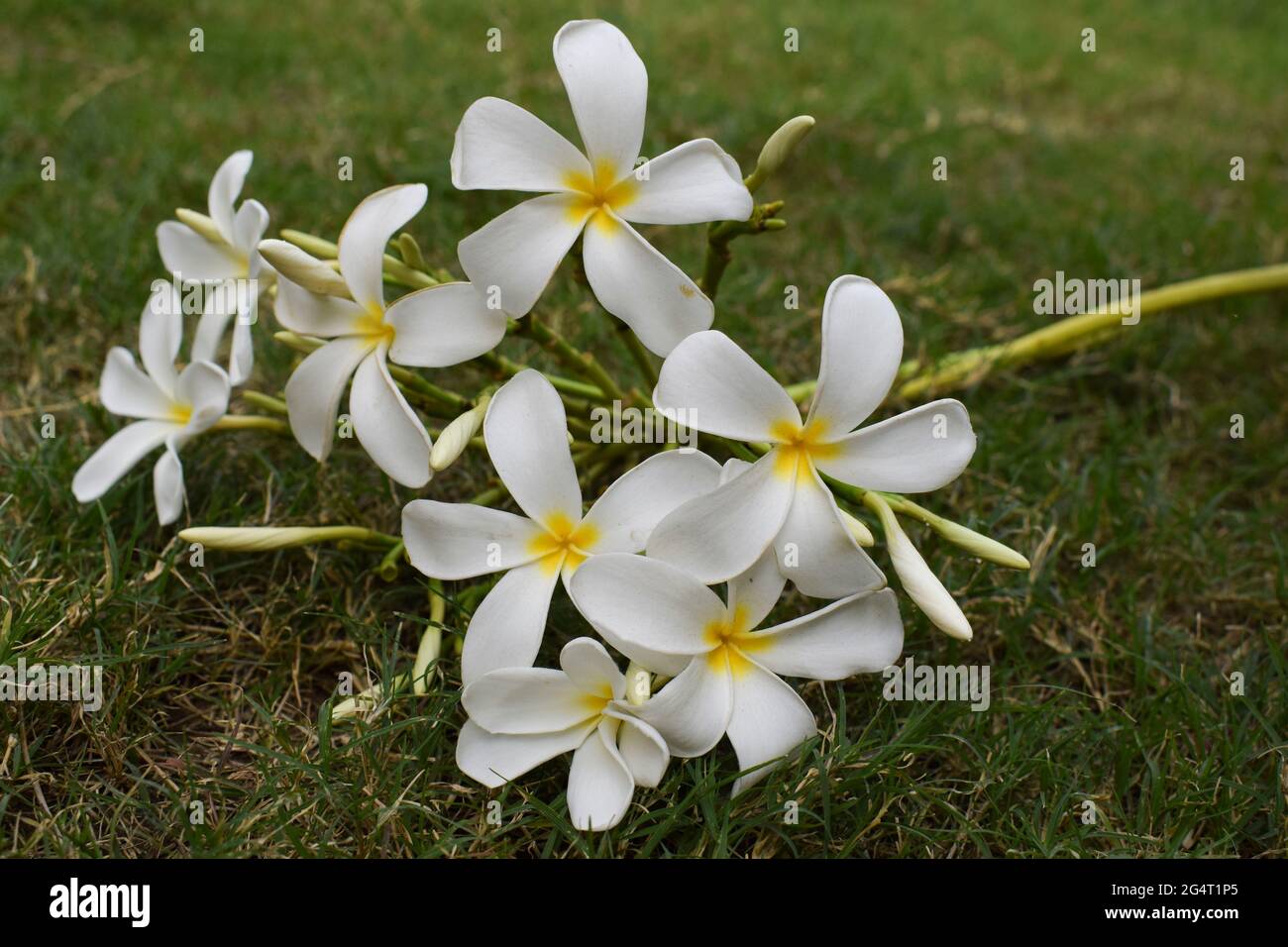 Beautiful Plumeria flowers also known as Champa or Frangipani . Bunch ...