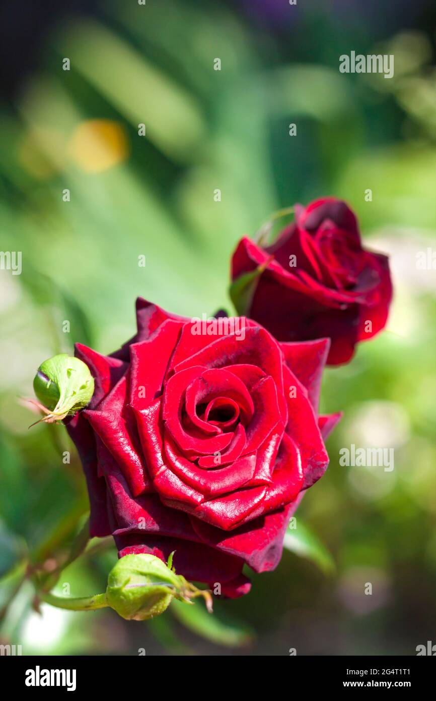 Scarlet rosebud hi-res stock photography and images - Alamy