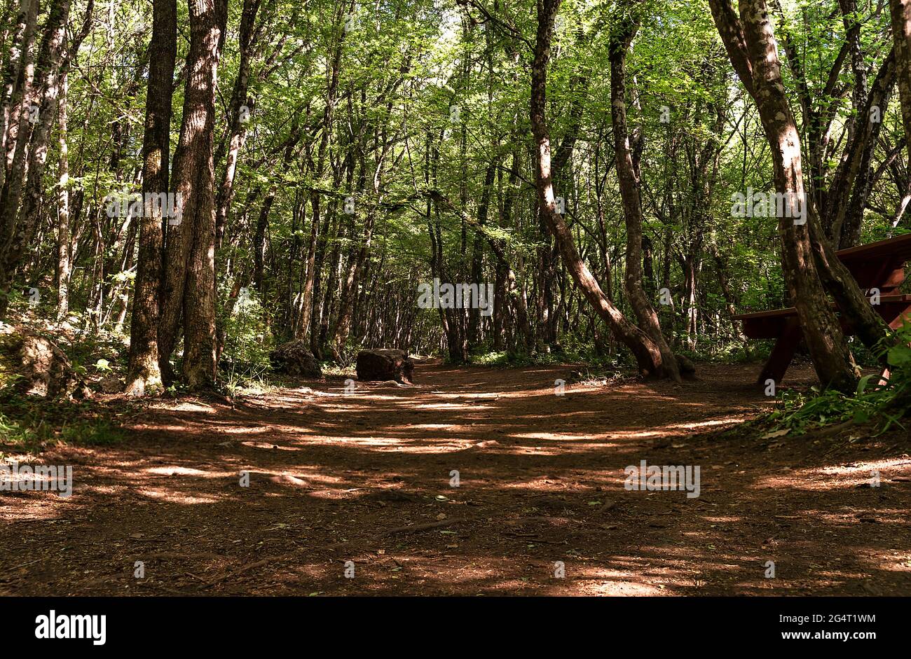 Picturesque sunny hiking path in the forest. Beautiful natural ...