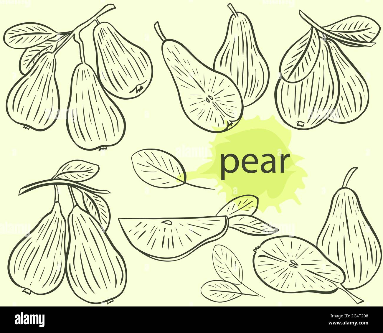 Pear sketch set, vector. Fruits on a branch, whole and pieces ...