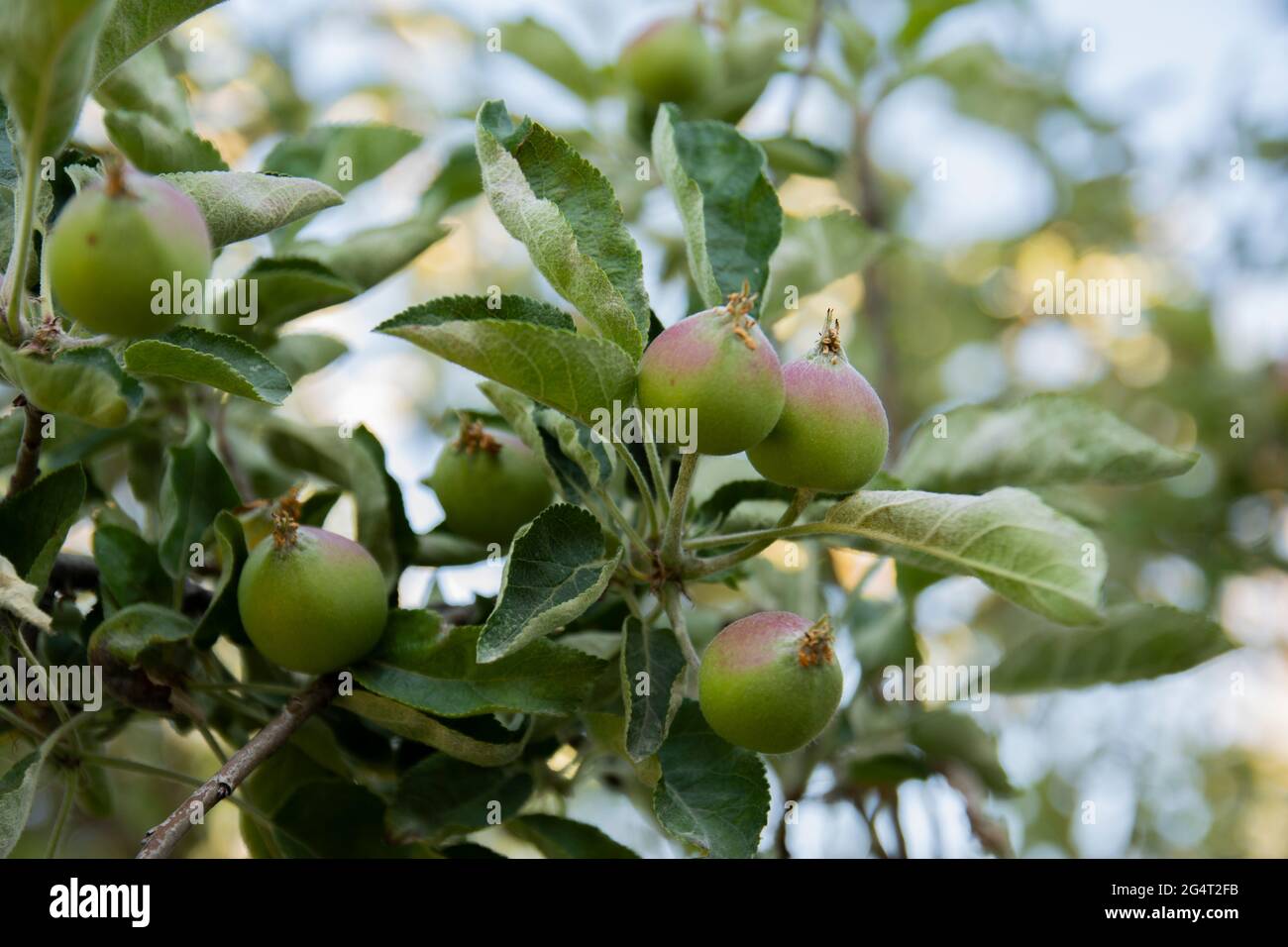 Unripe apple hi-res stock photography and images - Alamy