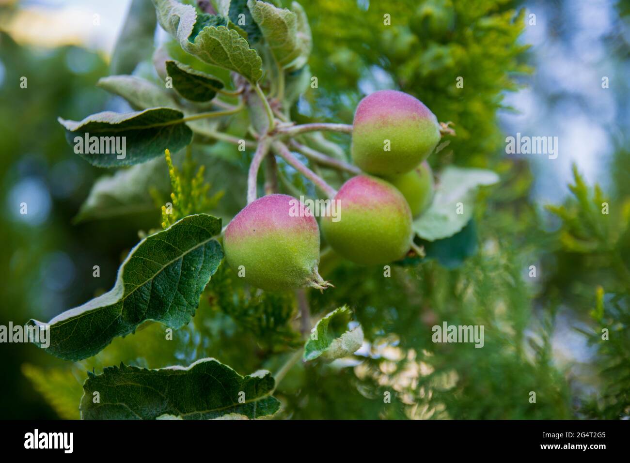 Unripe apple hi-res stock photography and images - Alamy