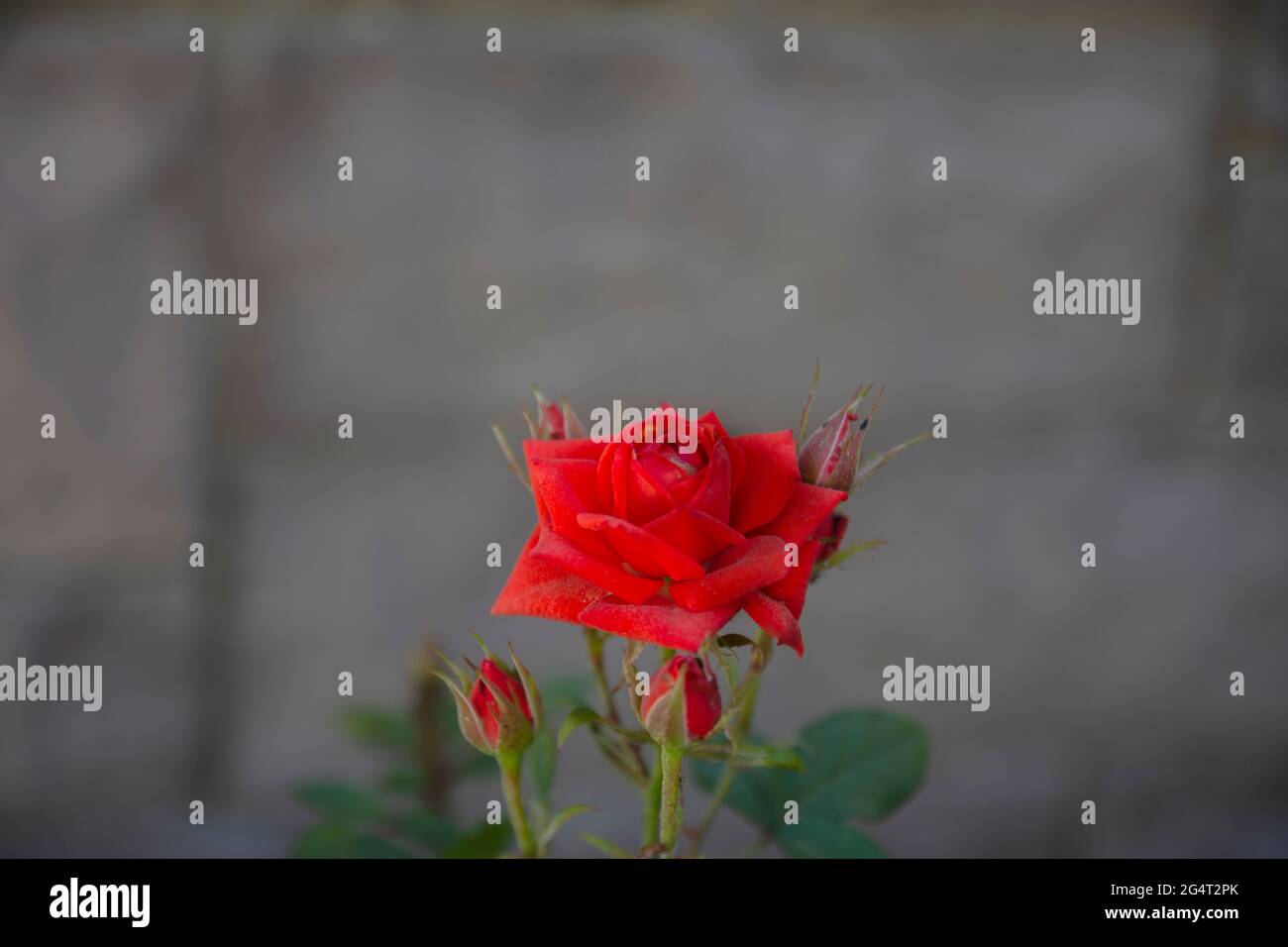 the velvet red rose we grow in our garden. Selective Focus Flower Stock ...