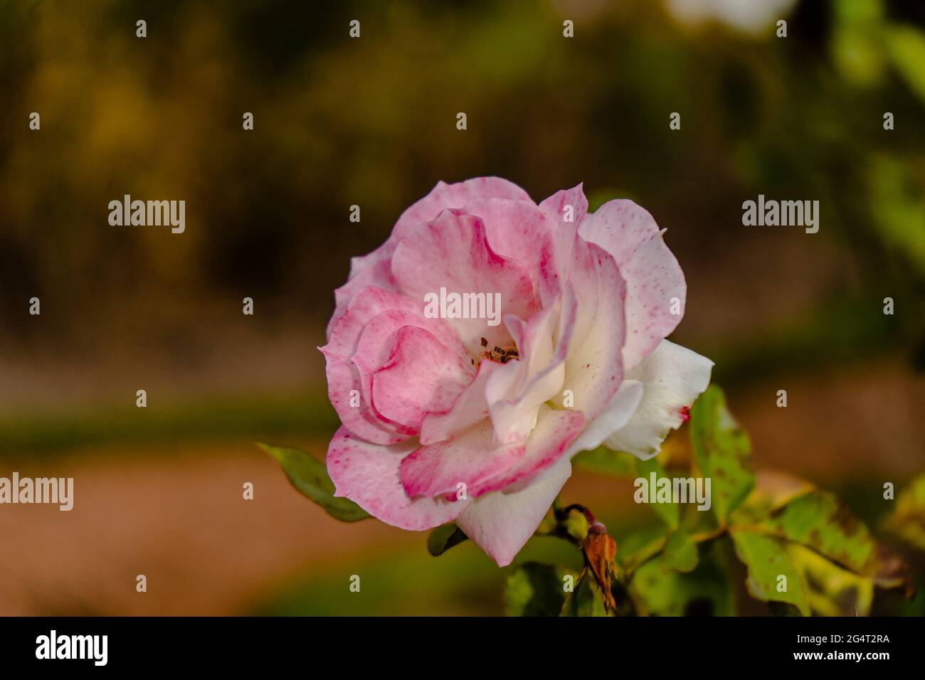 Famous Charles Aznavour variety of white rose with ornamental red ...