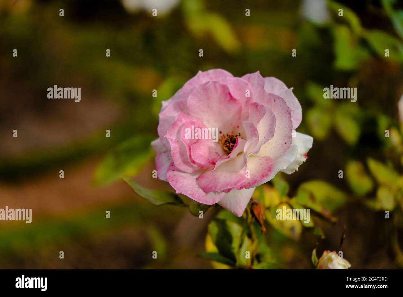 Famous Charles Aznavour variety of white rose with ornamental red ...