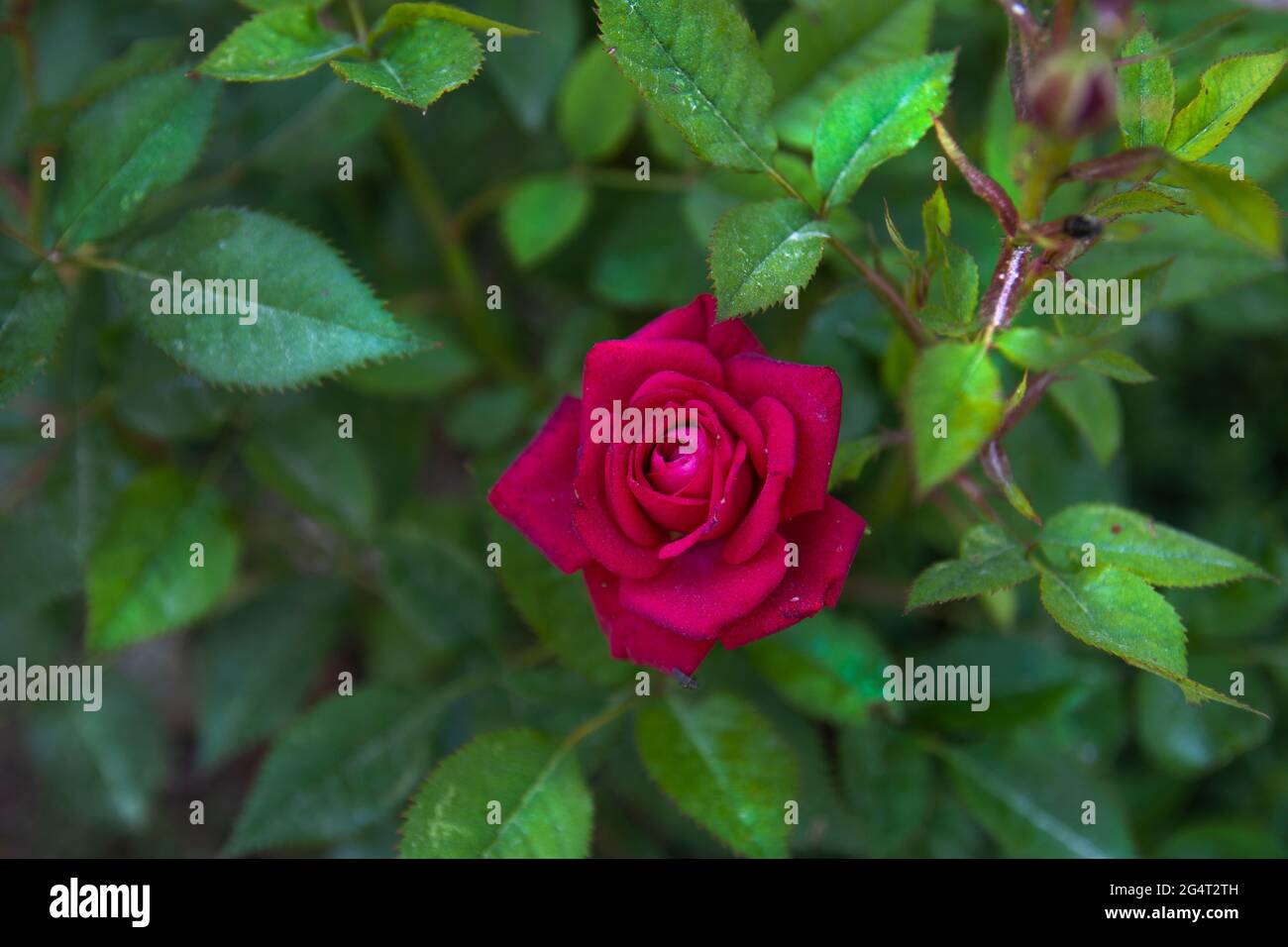 Gorgeous red roses hi-res stock photography and images - Alamy