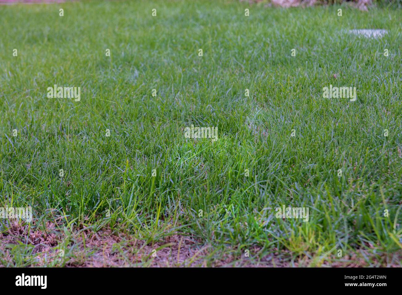 Real grass background hi-res stock photography and images - Alamy