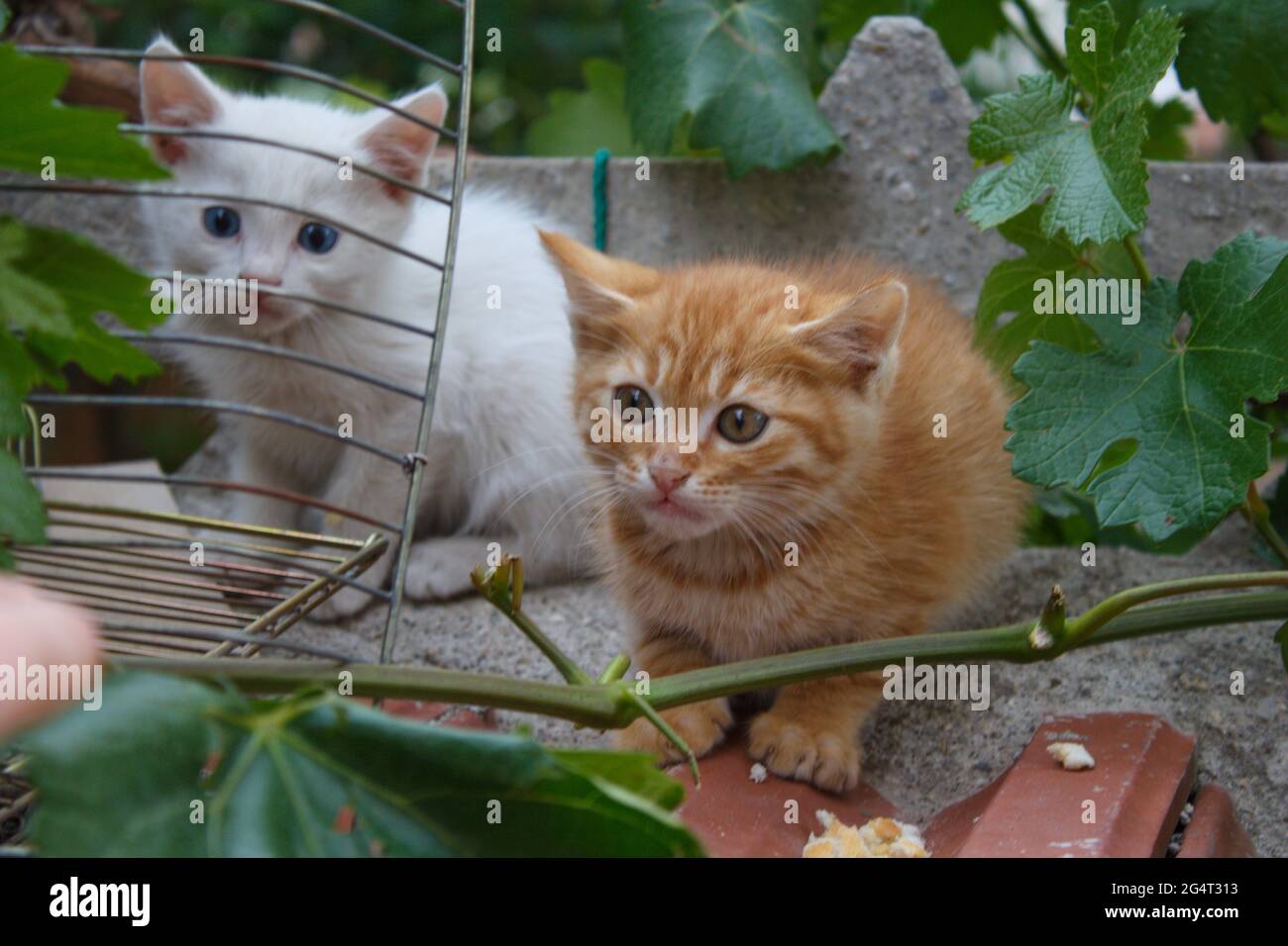Homeless kittens, adorable two homeless kitten watching around with ...